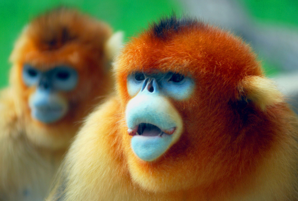 Sour Monkey Business! – It's just the booze dancing…