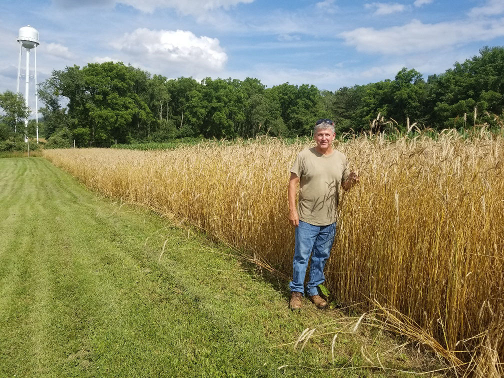 Reviving a Long-Lost Rye Grain at Stoll and Wolfe Distillery – It's ...